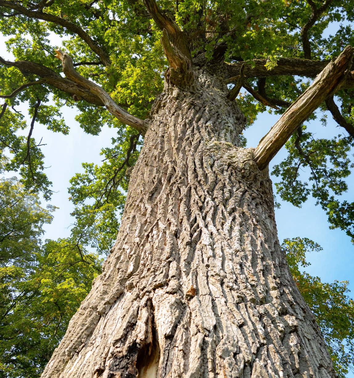 FSC Remedy Framework now open for consultation | fsc.org